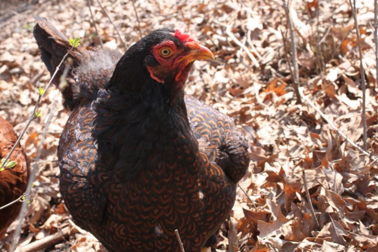 Cornish Chicken - Breed Profile - Backyard Poultry